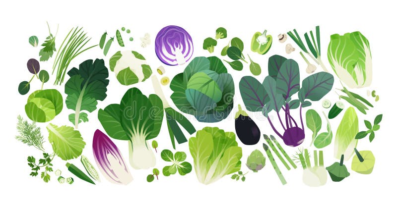 Cabbage Stock Illustrations – 54,803 Cabbage Stock Illustrations ...