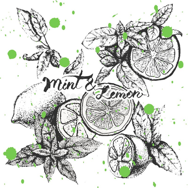 Mint Leaf Drawing Stock Illustrations – 7,512 Mint Leaf Drawing Stock ...