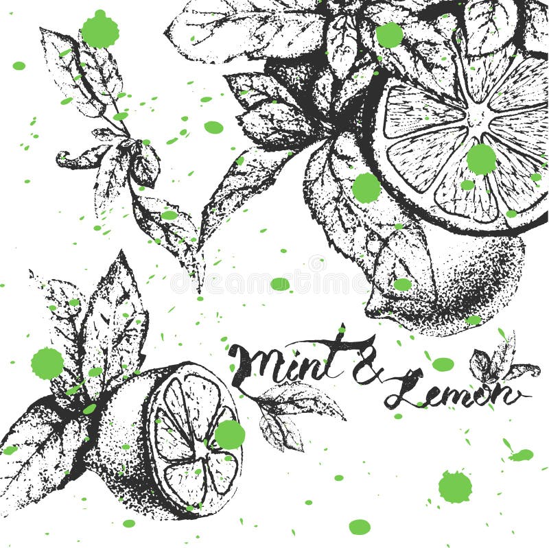 Mint Leaf Drawing Stock Illustrations – 7,512 Mint Leaf Drawing Stock ...