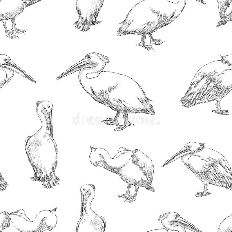 Seamless Pattern of Sketches of Pelicans Stock Vector - Illustration of ...