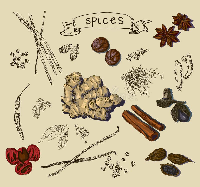 Vector Background with Hand Drawn Spices Stock Vector - Illustration of ...