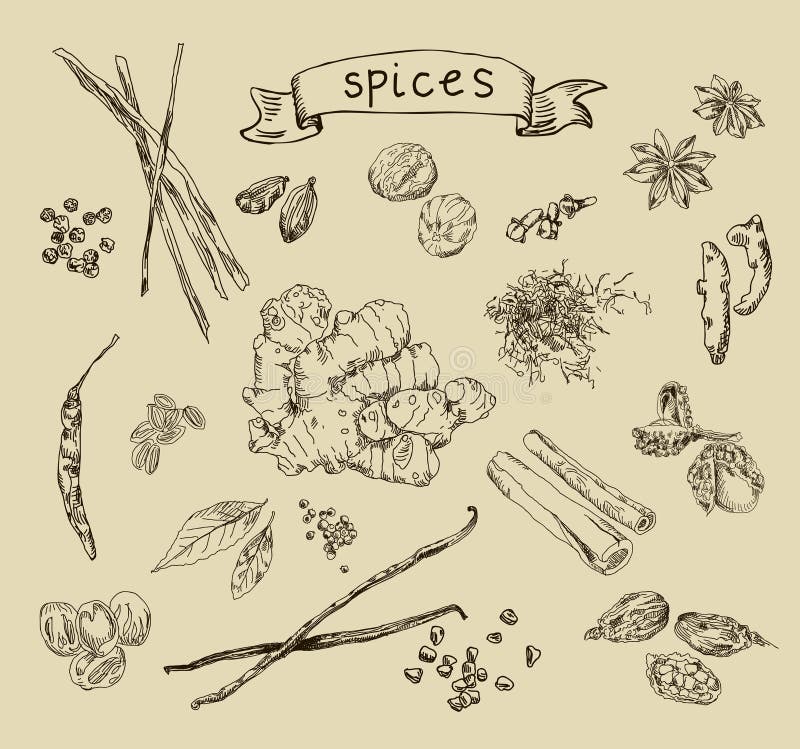 Vector Background with Hand Drawn Spices Stock Vector - Illustration of ...