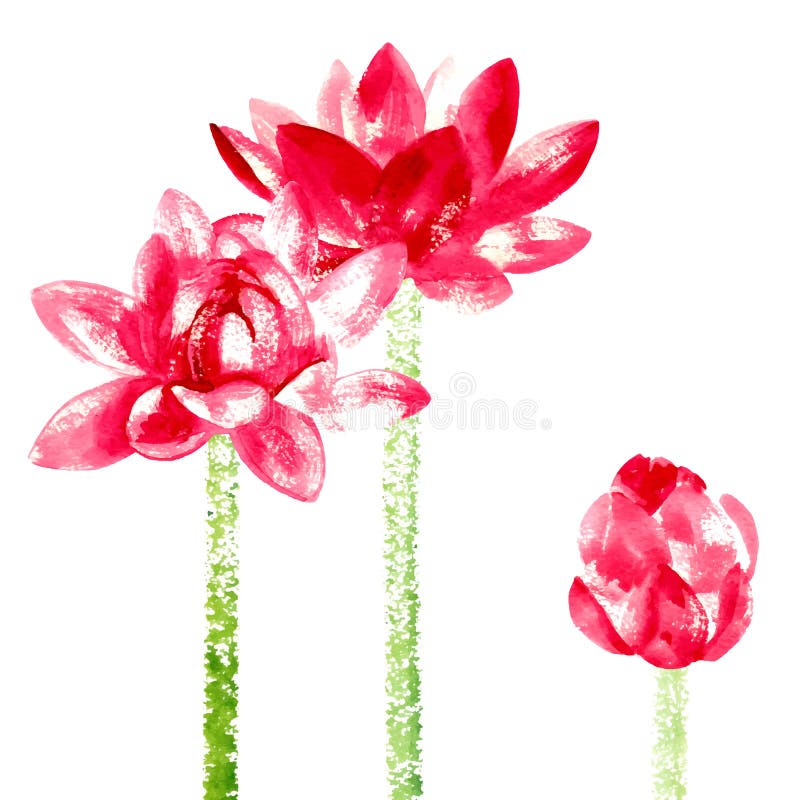 Red Lotus Watercolor Painting Stock Illustration - Illustration of ...