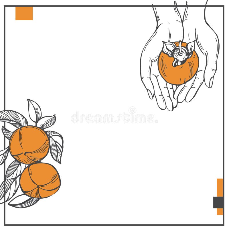 Persimmon Market Stock Illustrations – 302 Persimmon Market Stock ...