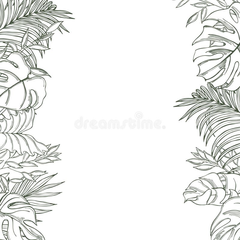 Paradise Nut. Sketch Illustration Stock Vector - Illustration of ...