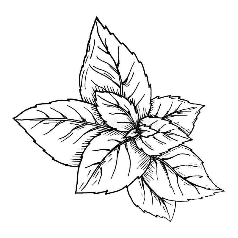 Basil Hand Drawn Sketch Illustration,isolated on the White Background ...