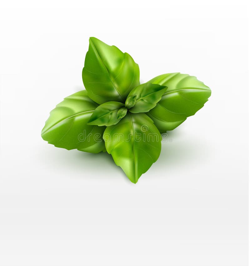 Basil Stock Illustrations – 191,935 Basil Stock Illustrations, Vectors ...