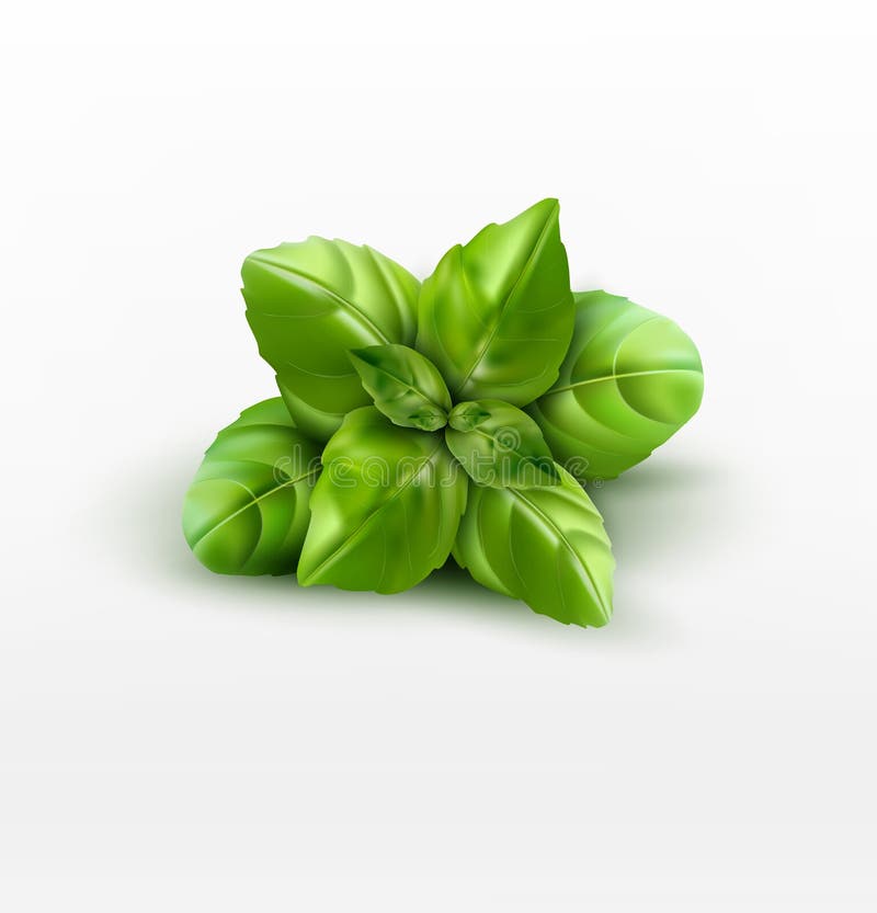 Vector Basil Leaves Isolated on White Background Stock Vector ...