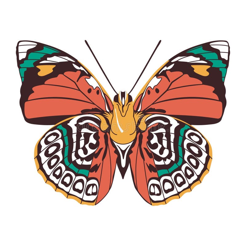 Vector Beautiful Butterfly Cartoon Illustration Isolated Stock Vector ...