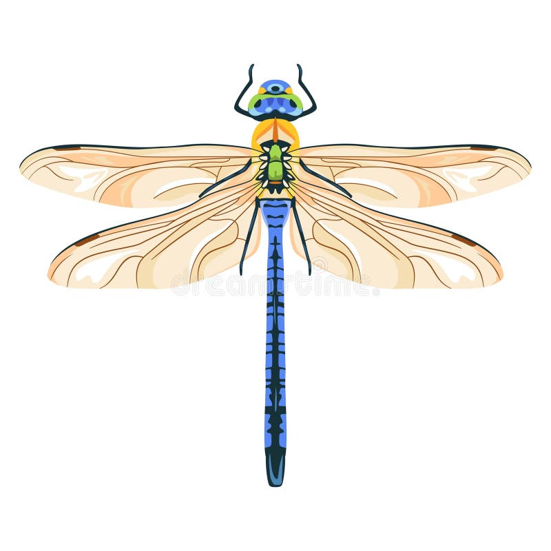 Vector Beautiful Dragonfly Cartoon Illustration Isolated Stock Vector ...