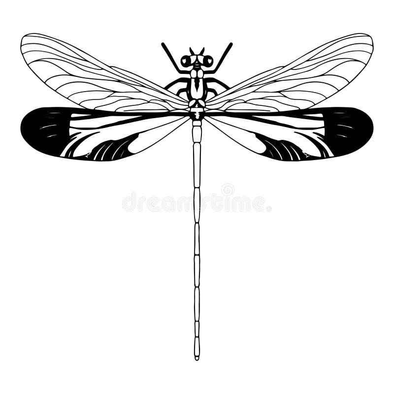 Vector Beautiful Dragonfly Cartoon Illustration Isolated Stock Vector ...