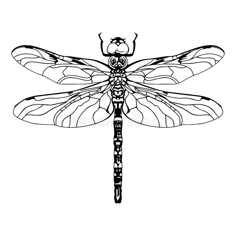 Vector Beautiful Dragonfly Cartoon Illustration Isolated Stock Vector ...
