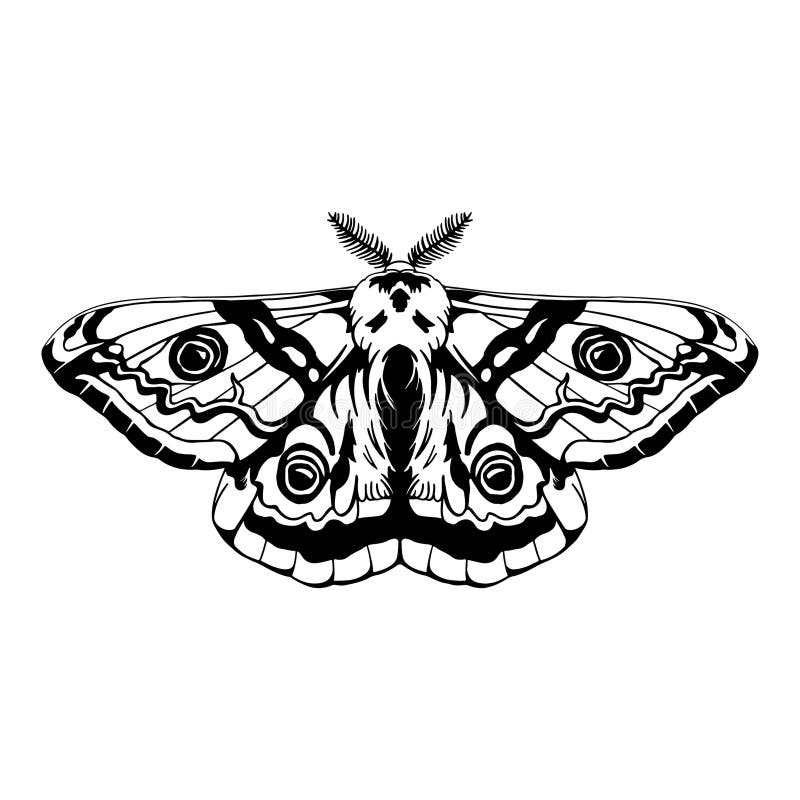 Vector Beautiful Emperor Moth Cartoon Illustration Isolated Stock ...