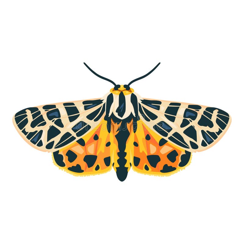 Vector Beautiful Garden Tiger Moth Cartoon Illustration Isolated Stock ...