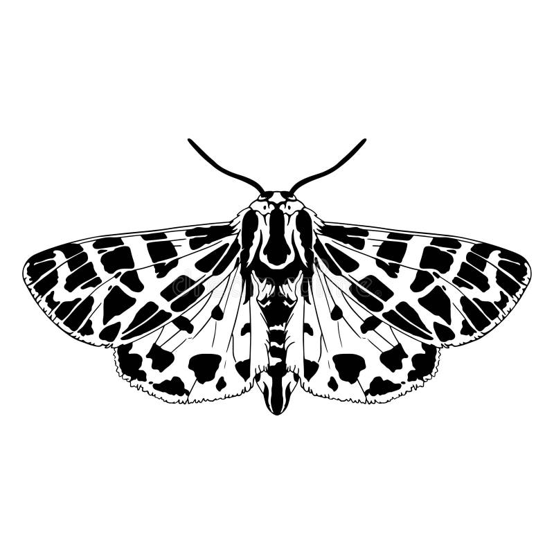 Vector Beautiful Garden Tiger Moth Cartoon Illustration Isolated Stock ...