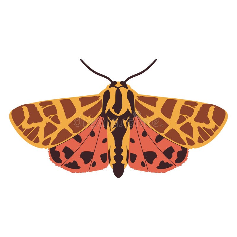 Vector Beautiful Garden Tiger Moth Cartoon Illustration Isolated Stock ...