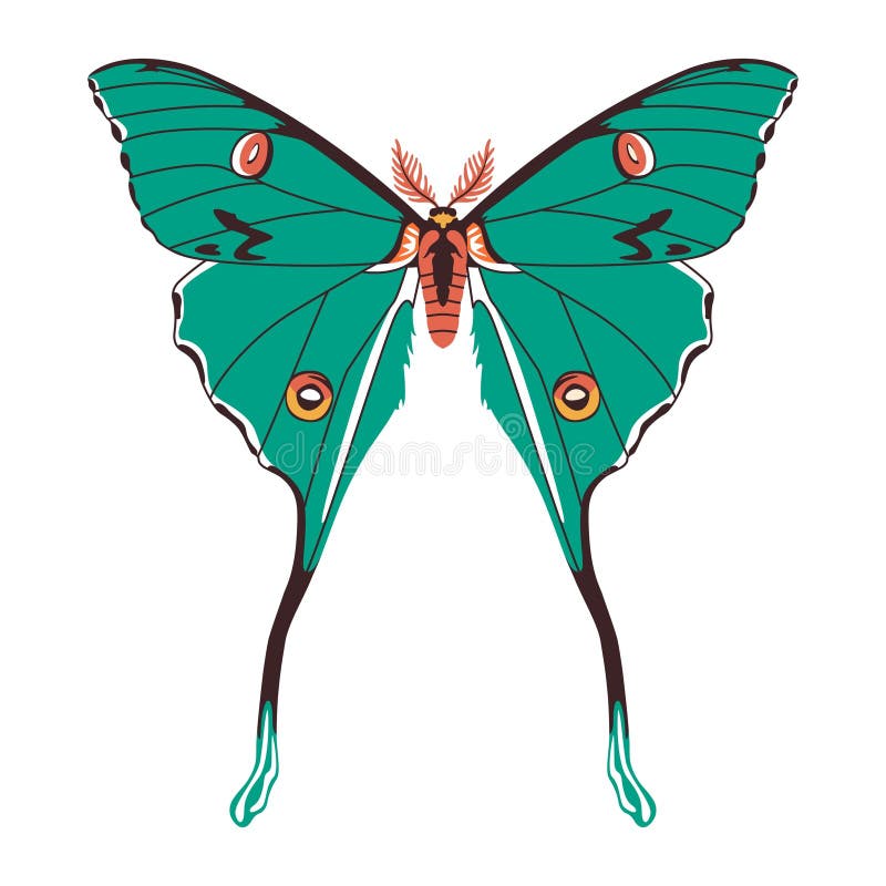Vector Beautiful Luna Moth Cartoon Illustration Isolated Stock ...