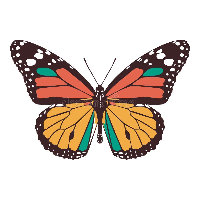 Vector Beautiful Monarch Butterfly Cartoon Illustration Isolated Stock ...