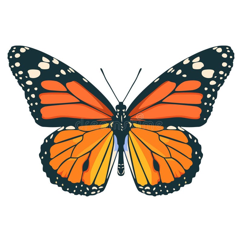 Vector Beautiful Monarch Butterfly Cartoon Illustration Isolated Stock ...
