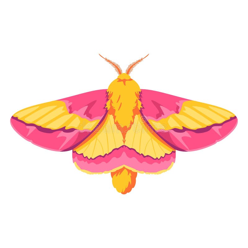 Vector Beautiful Rosy Maple Moth Cartoon Illustration Isolated Stock Vector Illustration Of
