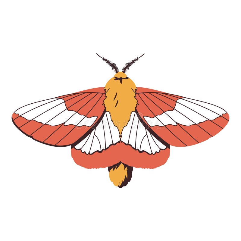 Maple Moth Stock Illustrations – 73 Maple Moth Stock Illustrations ...