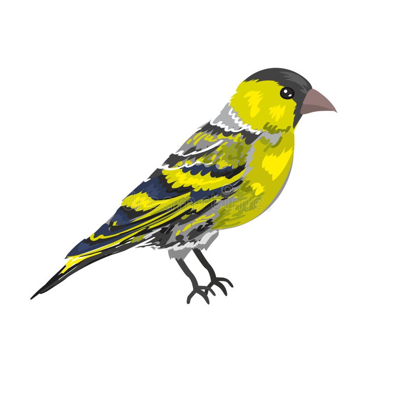 Vector Beautiful Siskin Bird in Realistic Style Stock Vector ...