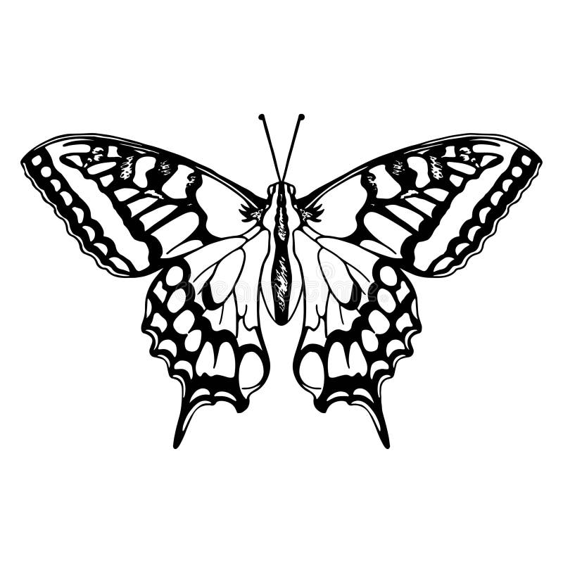 Vector Beautiful Swallowtail Butterfly Cartoon Illustration Isolated ...