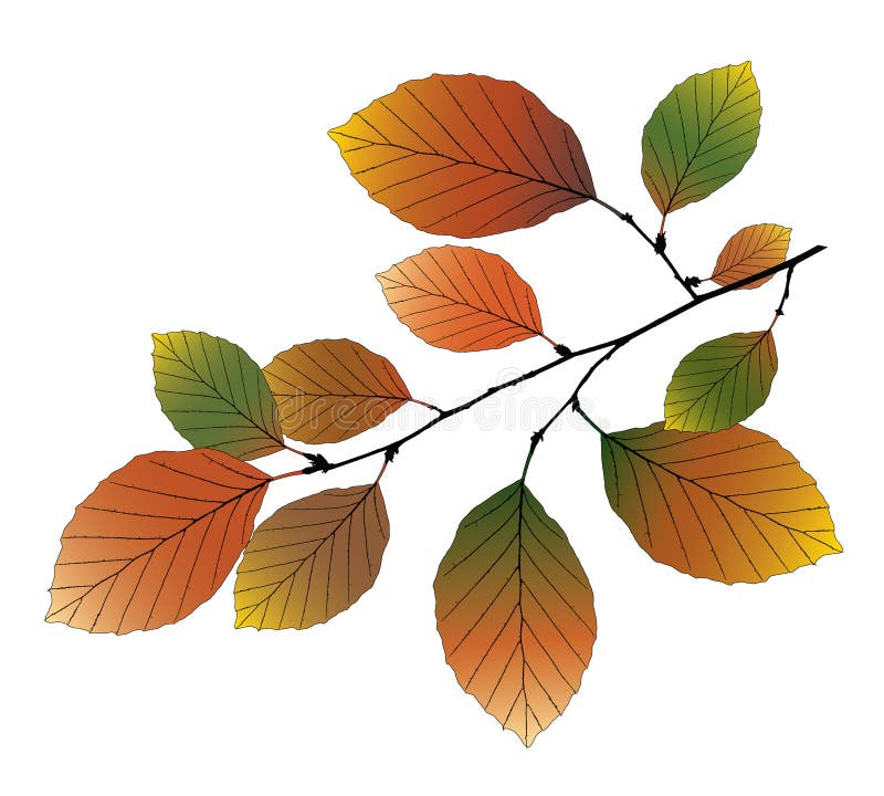 Vector Beech Branch on White Background. Stock Illustration ...