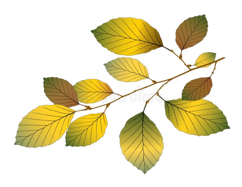Vector Beech Branch on White Background. Stock Illustration ...