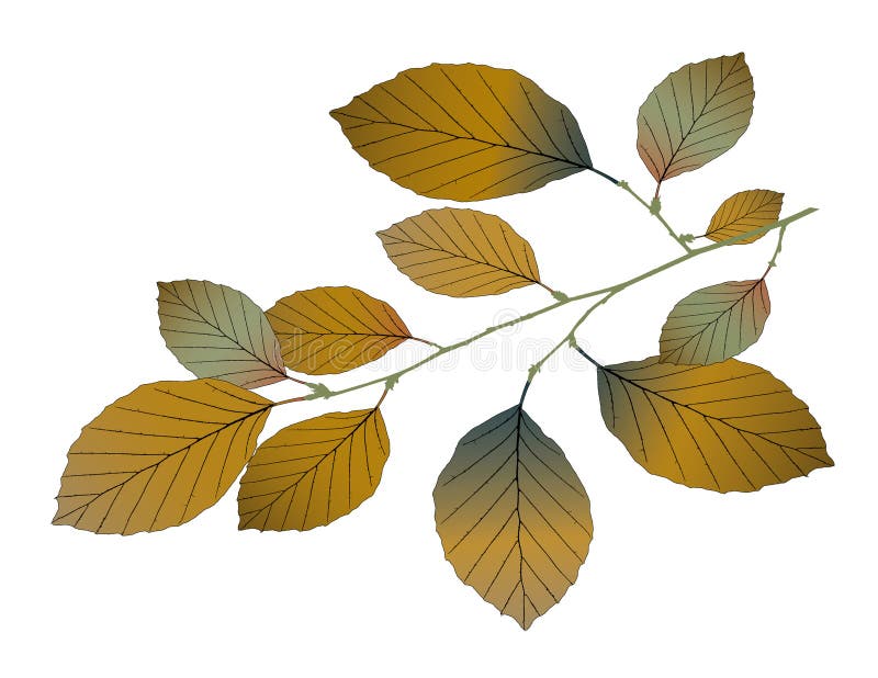 Vector Beech Branch on White Background. Stock Illustration ...