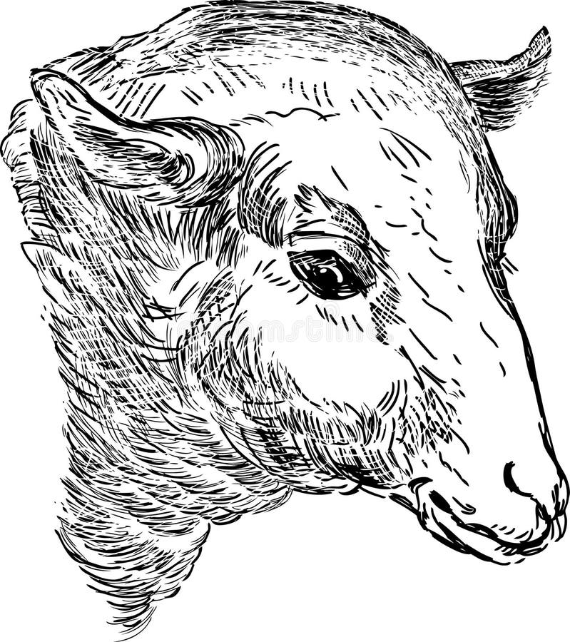 Hoofd van schapen vector illustratie. Illustration of zoogdier - 28770862