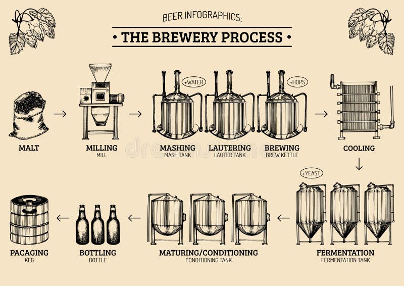 Vector Beer Infographics with Illustrations of Brewery Process. Ale ...