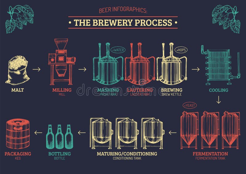 Vector Beer Infographics with Illustrations of Brewery Process.Sketched ...