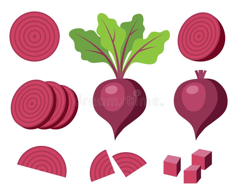 Vector beet root stock vector. Illustration of fresh - 263609130