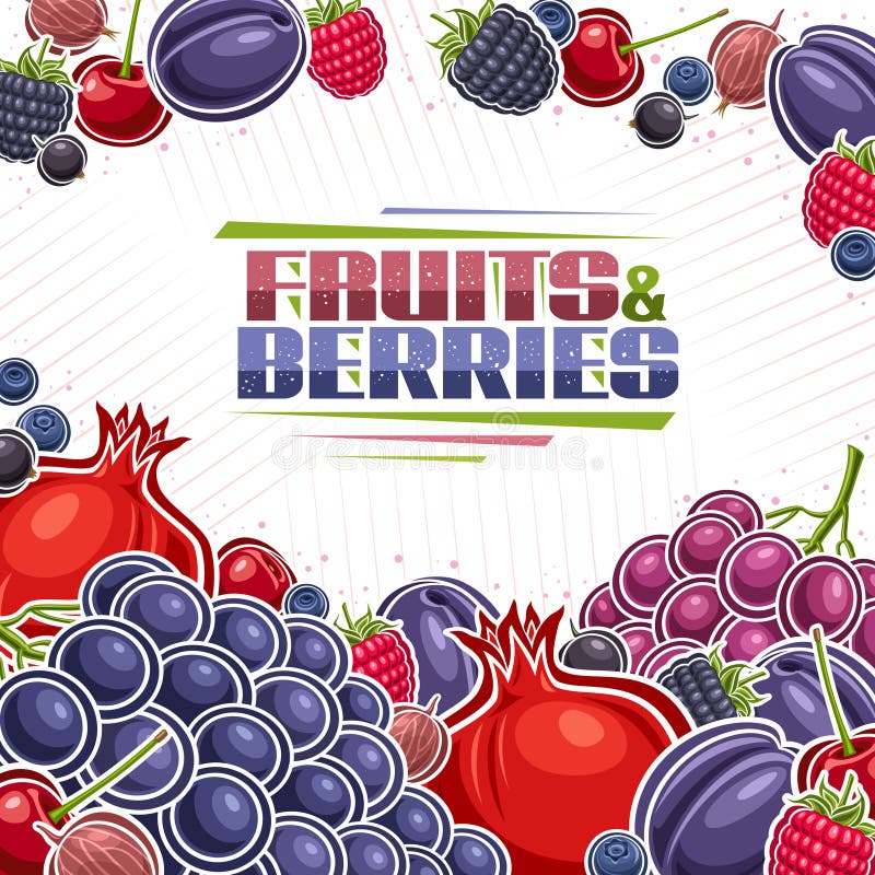 Vector Berries Layout stock vector. Illustration of pomegranate - 346907337