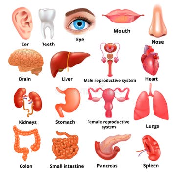 Realistic Organs Stock Illustrations – 979 Realistic Organs Stock ...