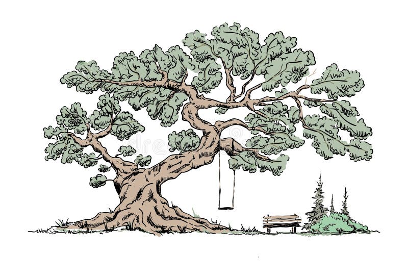 Big Old Tree Drawing