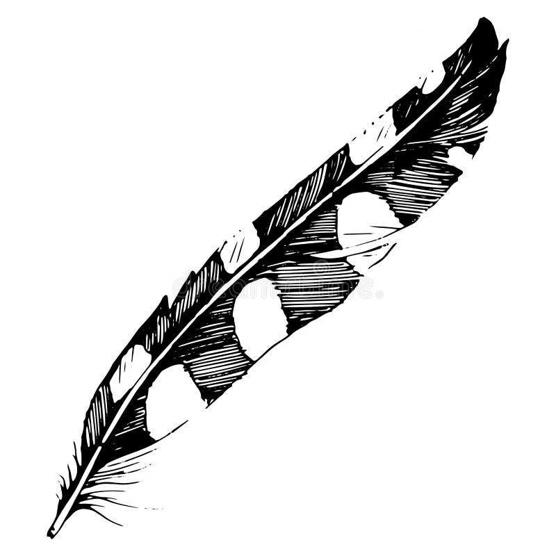 Vector Bird Feather from Wing Isolated. Stock Vector - Illustration of ...