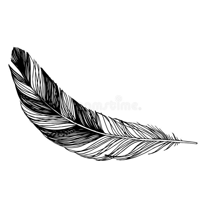 Vector Bird Feather from Wing Isolated. Black and White Engraved Ink ...