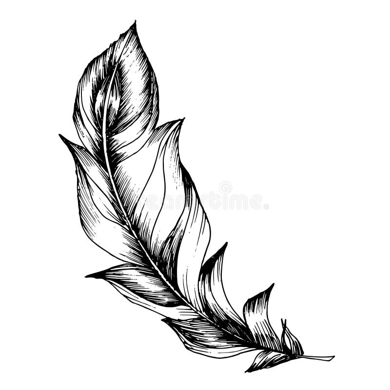 Vector Bird Feather from Wing Isolated. Black and White Engraved Ink ...