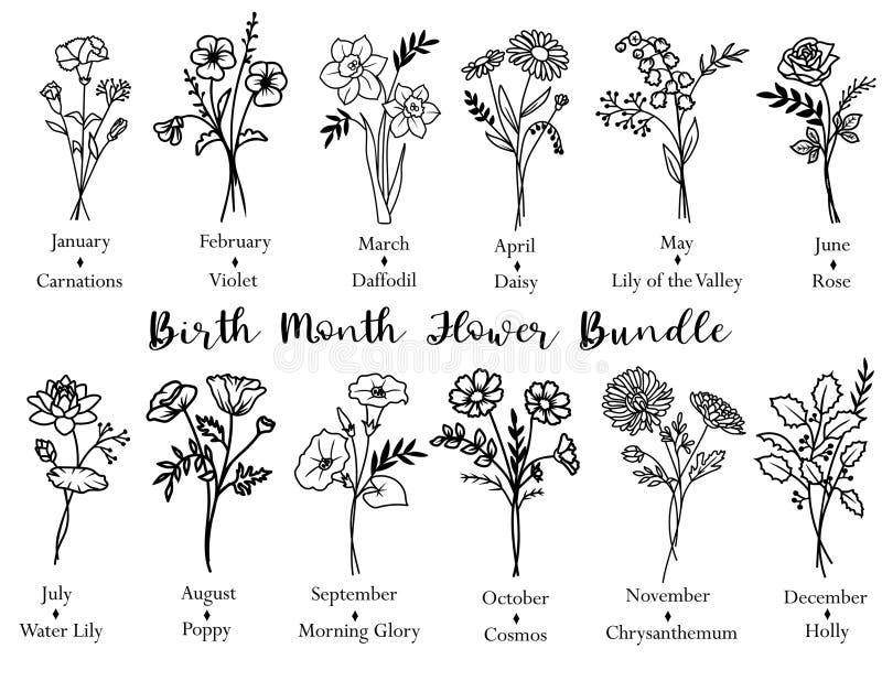 Vector Birth Month Flower stock vector. Illustration of carnation ...