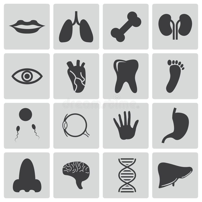 Medical, Science and Anatomical Icons in Vector Stock Vector ...