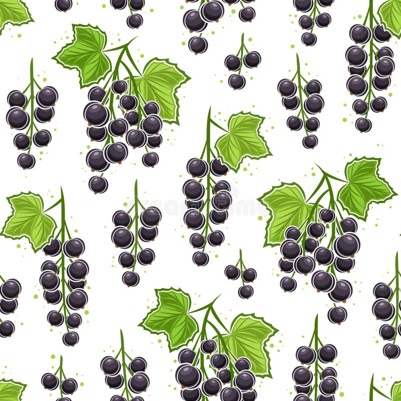 Illustrations Blackcurrants Stock Illustrations – 2 Illustrations ...