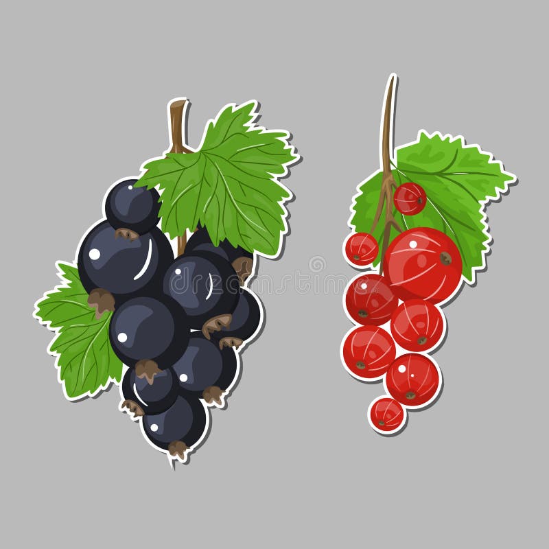 Vector Black Currant Colorful Illustration Isolated on Light Background ...
