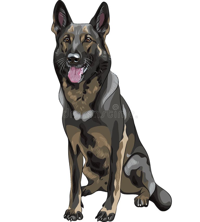 German Shepherd Drawing Stock Illustrations – 3,750 German Shepherd ...