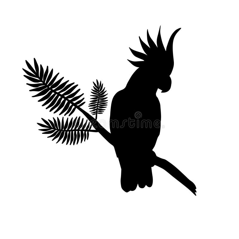 Black Cockatoo Outline Stock Illustrations – 392 Black Cockatoo Outline ...