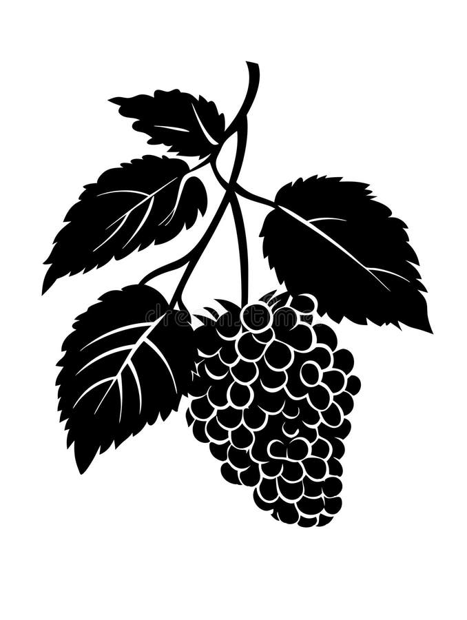 Vector Black Grape Cluster with Leaves Silhouette for Logo and Design ...