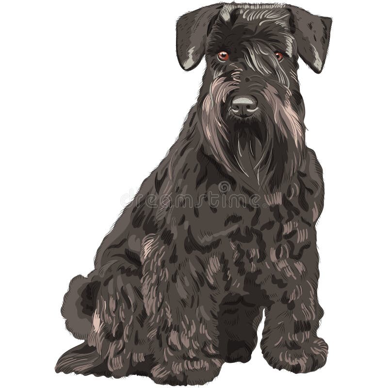 Schnauzer Stock Illustrations – 2,073 Schnauzer Stock Illustrations ...