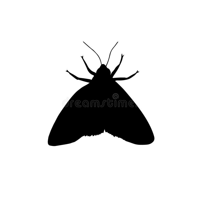 Morph Butterfly Stock Illustrations – 42 Morph Butterfly Stock ...