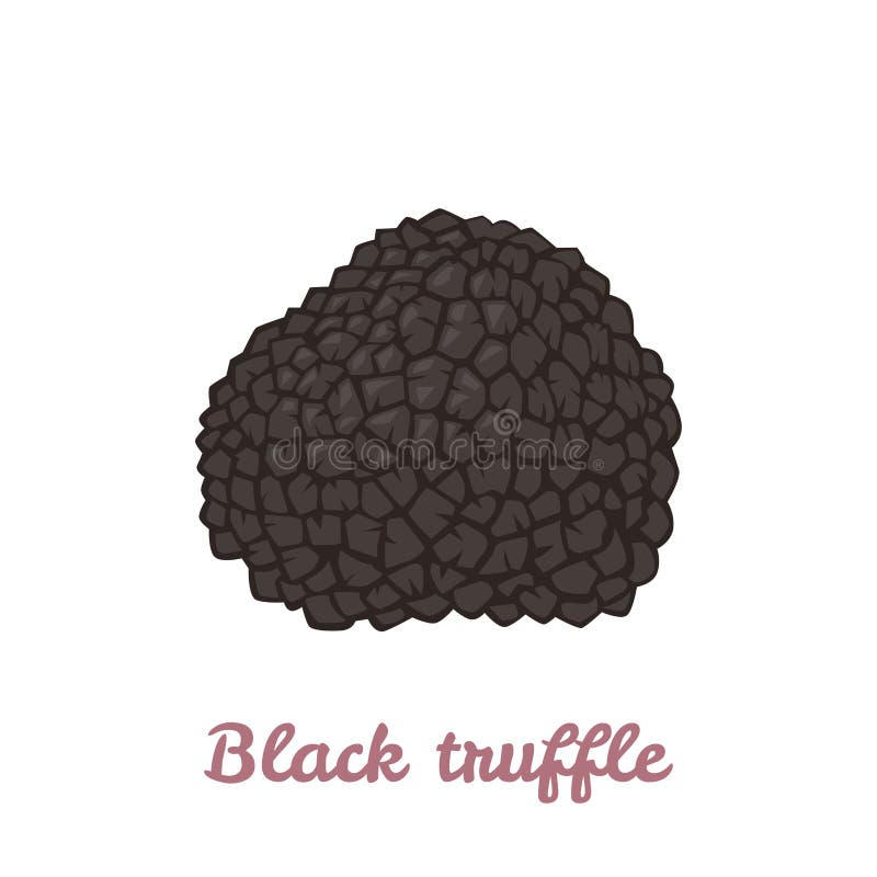 Black Truffle Isolated White Stock Illustrations – 814 Black Truffle ...